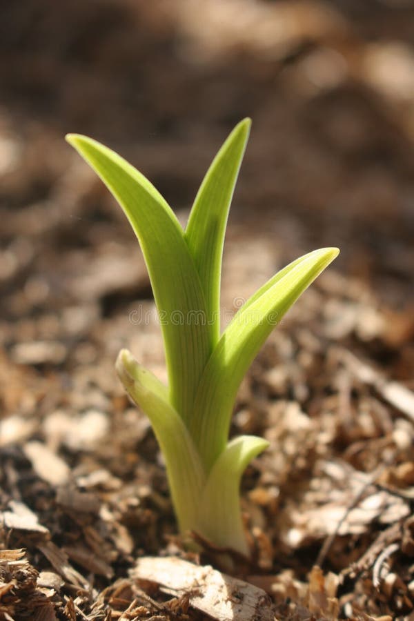 New Lily Plant Sprout stock image. Image of spring, dirt - 40096501