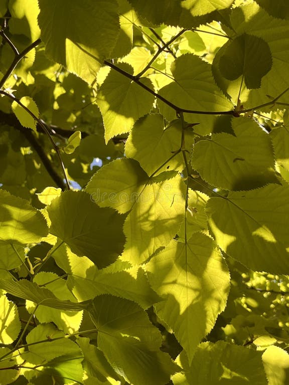 New Lime Tree Leaves in Spring Stock Image - Image of landscape, linden ...