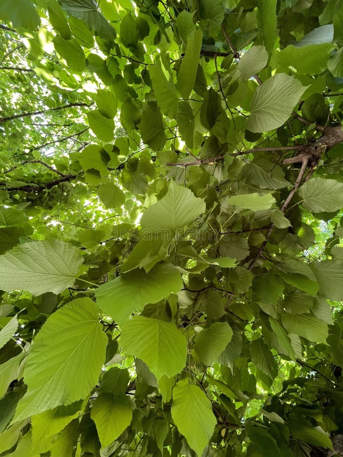 New Lime Tree Leaves in Spring Stock Photo - Image of background ...