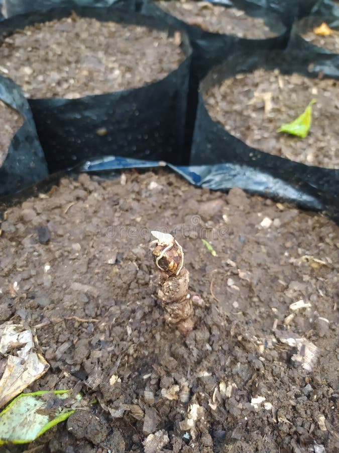 New Little Ginger Growing in the Pot Stock Photo - Image of growing ...