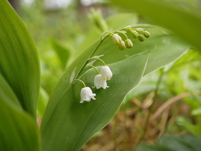 New Little White Flowers of the Lysha in the Spring Forest on a Sunny ...