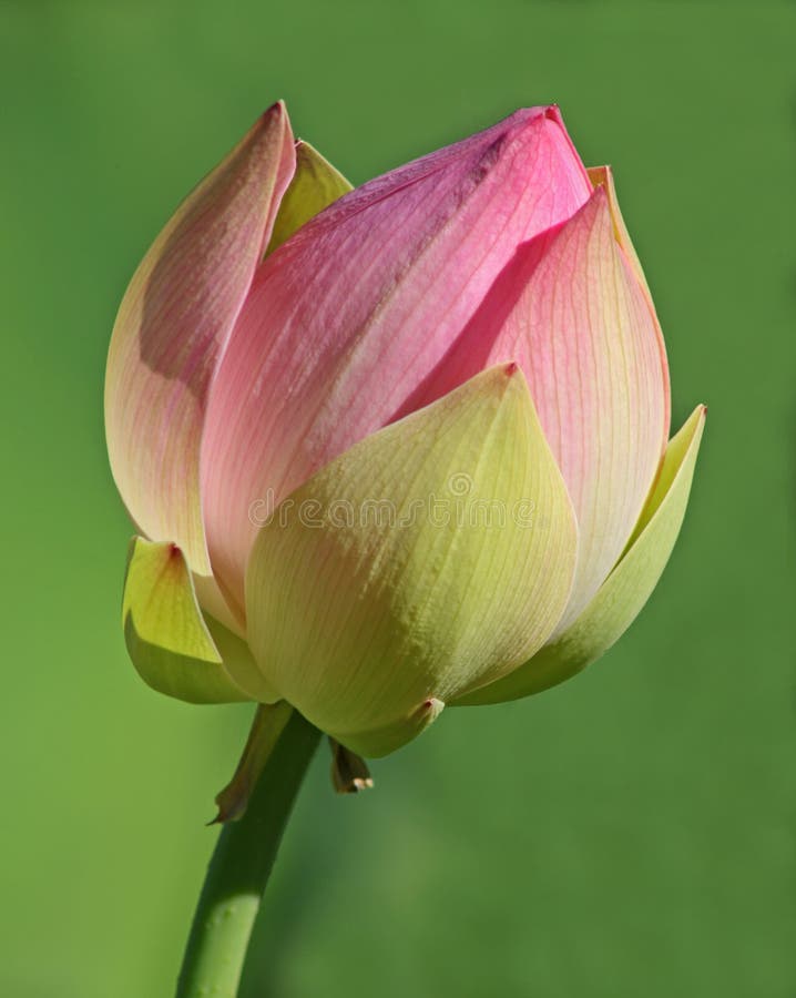 Lotus bloom stock photo. Image of petal, foliage, fragile - 166544
