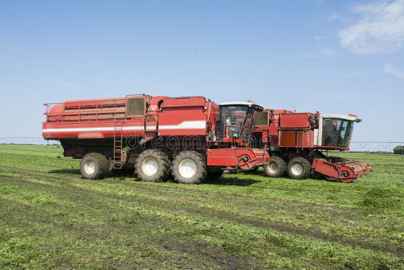 Machine Harvesting Pea Beans Harvested in the Field Stock Photo - Image ...