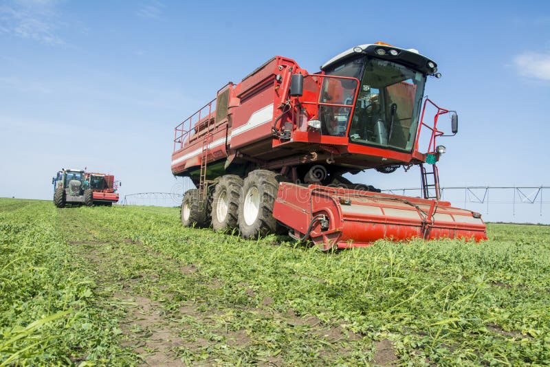 Machine Harvesting Pea Beans Harvested in the Field Editorial Image ...