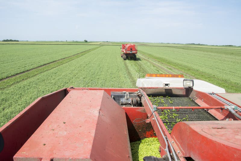 Machine Harvesting Pea Beans Harvested in the Field Stock Photo - Image ...
