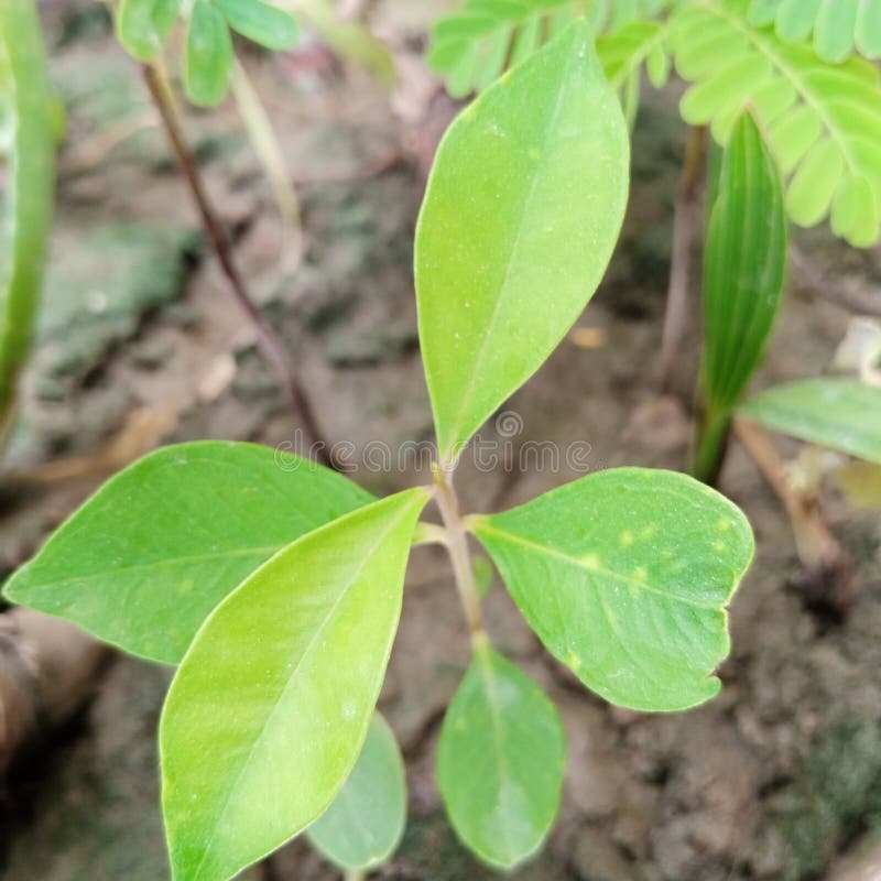 New mango growing tree. stock image. Image of deciduous - 254526733