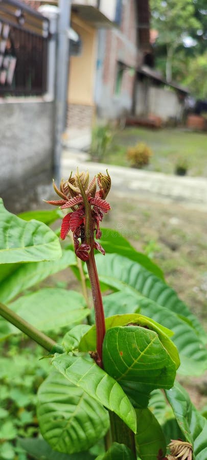 New Matoa Tree Shoots after Pruning Stock Image - Image of tree, shoots ...