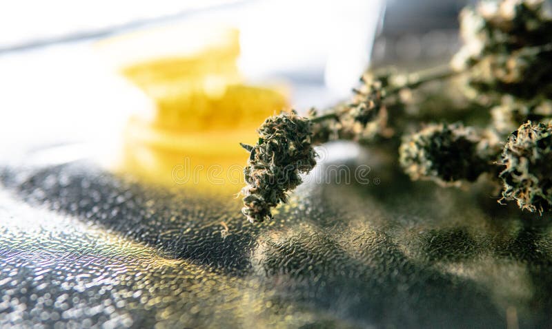 New Medical Strains of Marijuana. Stock Photo - Image of health ...