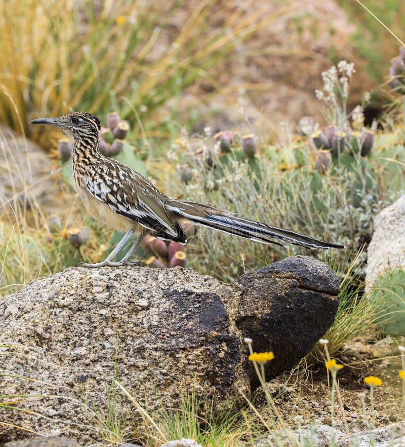 A perched road runner stock image. Image of birds, feathers - 186897221