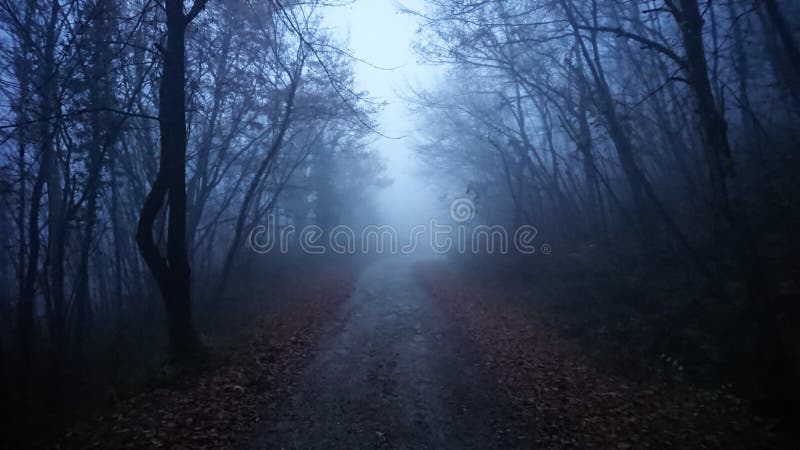 New. Misty Spooky Forest. Mist Stock Photo - Image of trees, mist ...