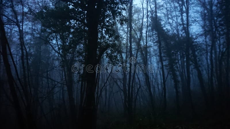 New. Misty Spooky Forest. Mist Stock Photo - Image of spooky, mist ...