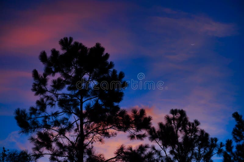 New moon above Pine tree stock image. Image of morning - 193608841