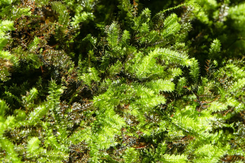 Moss Trees that Grow in Confined Spaces Stock Image - Image of ...