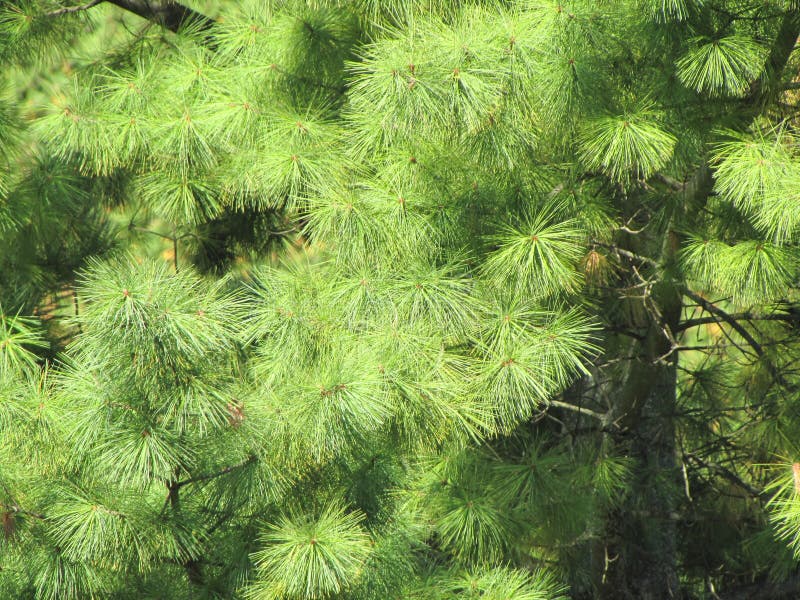 New Needles Growing from Bush in Late Spring Stock Photo - Image of ...