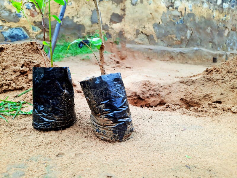 New Nursery Plant Ready To Grow Stock Photo - Image of growing, care ...