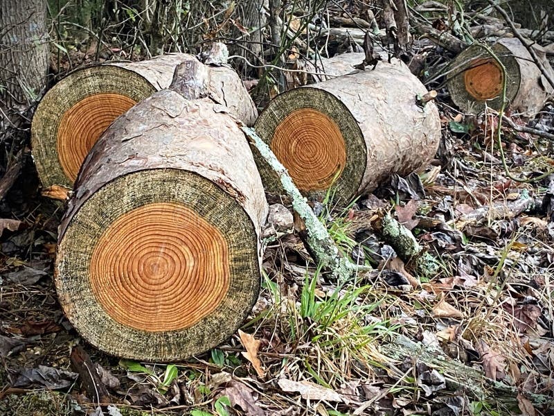 New and Old Rings in Group of Cut Tree Trunk Chunks on Ground Stock ...