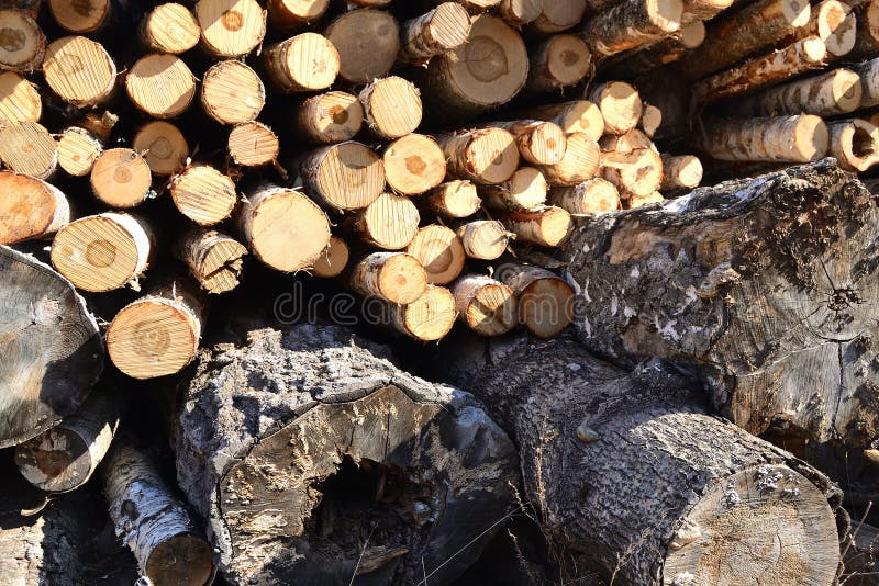 New and Old Logs are Stacked on Top of Each Other, the Texture is Close ...