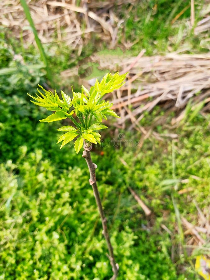 A new outgrowth on plant stock photo. Image of outgrowth - 173790752