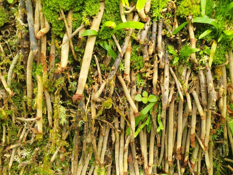 Palm root stock photo. Image of coming, roots, root - 282583534