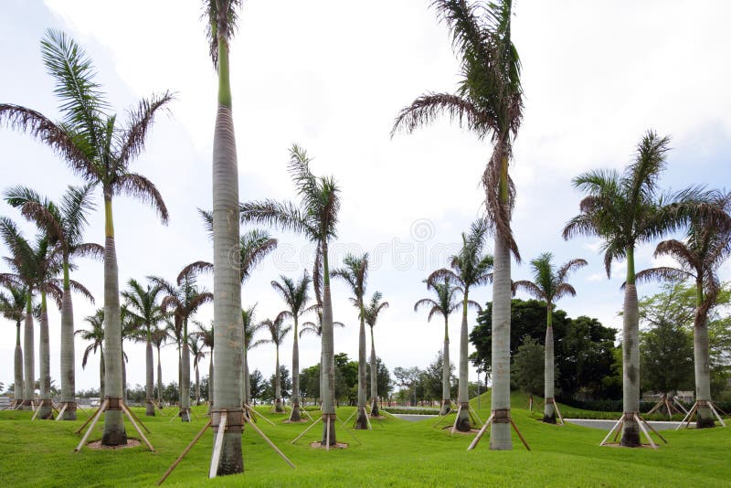 New palm trees stock image. Image of horizontal, field - 42723085