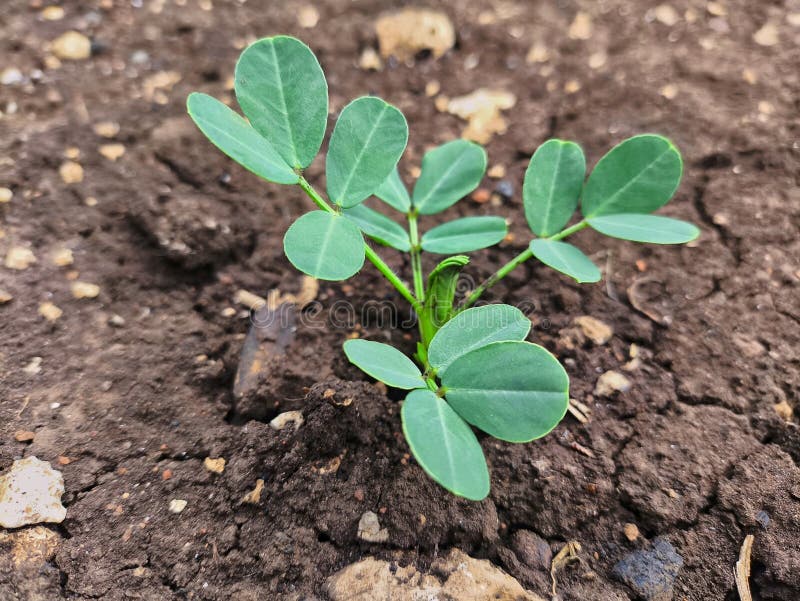 New Peanut Plants Growing on the Plantation Stock Image - Image of ...