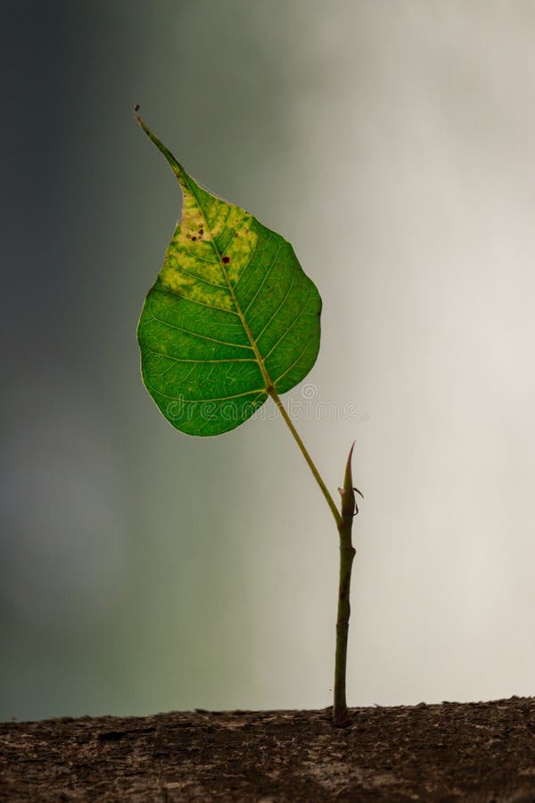 New Peepal Tree Growing on Old Stem Stock Photo - Image of plant ...