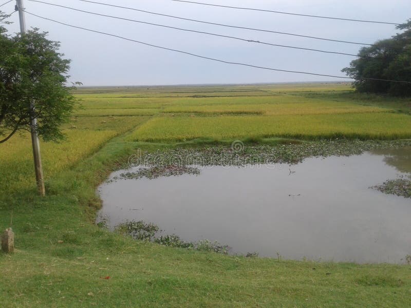 New photo with akhaura stock photo. Image of grassland - 183072526