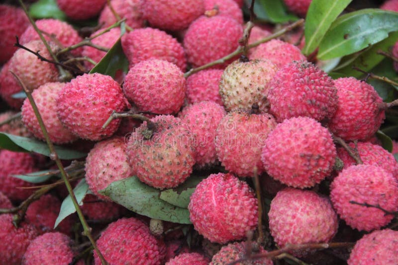 183 Lychee Picking Stock Photos - Free & Royalty-Free Stock Photos from ...