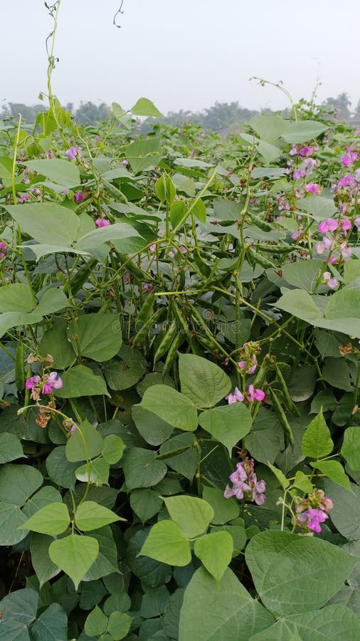 New picture of bean tree stock photo. Image of fruit - 209073696