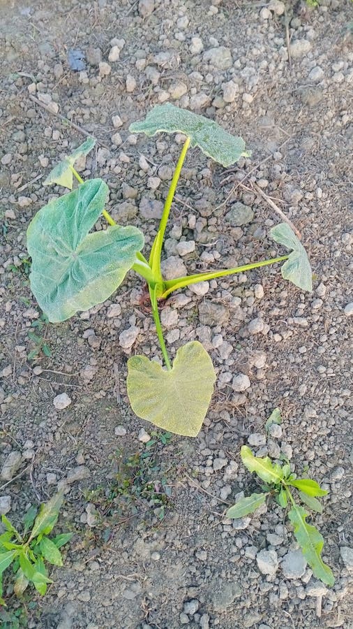 New Picture of Creeper Seedlings Stock Photo - Image of seedling ...