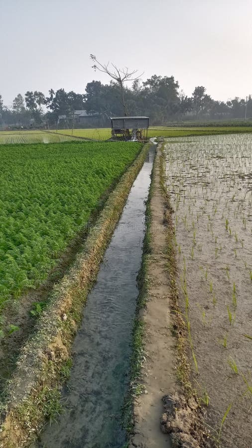 New Picture of Irrigation Pea Water Stock Image - Image of wate, water ...