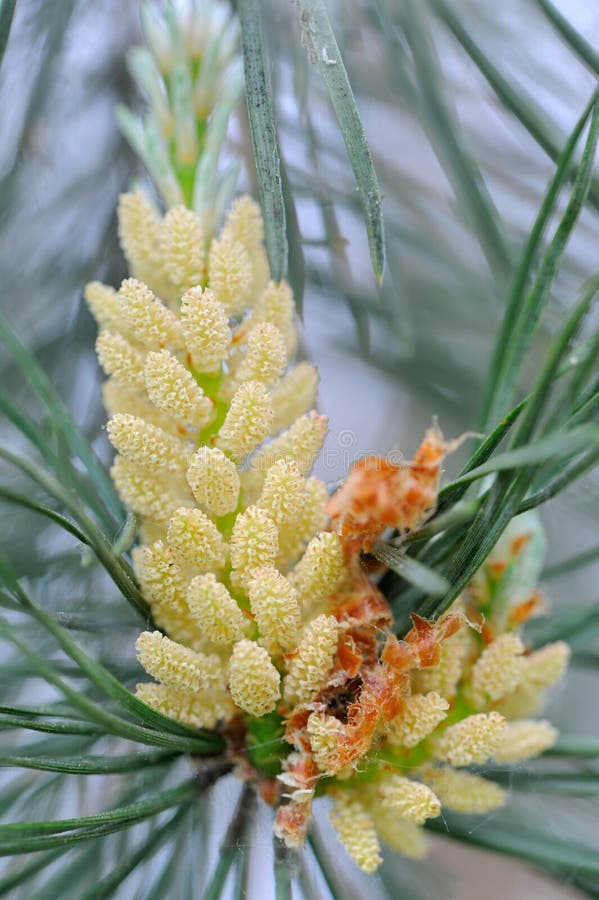 Pine tree pollen pods stock image. Image of detail, single - 109681835