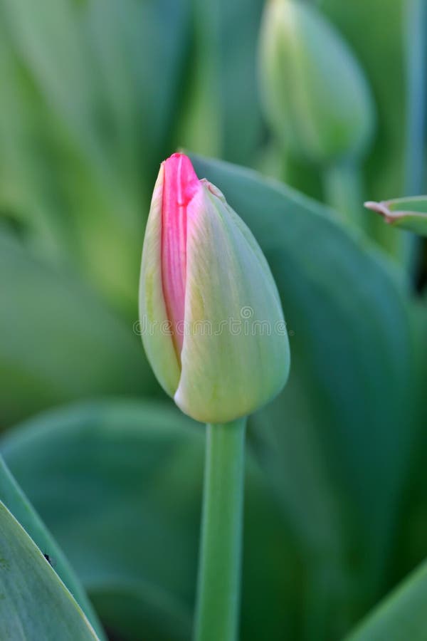 New Pink Tulip stock image. Image of flower, leafy, tulips - 1176167