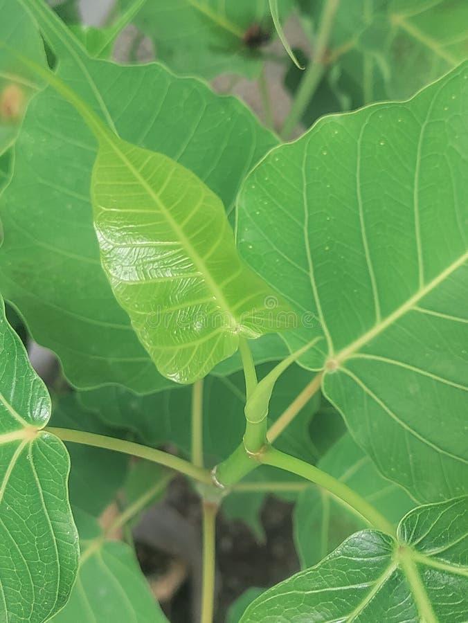 New Pipal Green leaves stock image. Image of leaves - 387976641