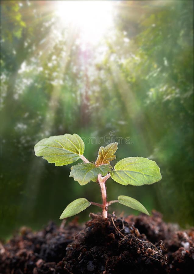 New plant stock photo. Image of growth, nature, plant - 12798766