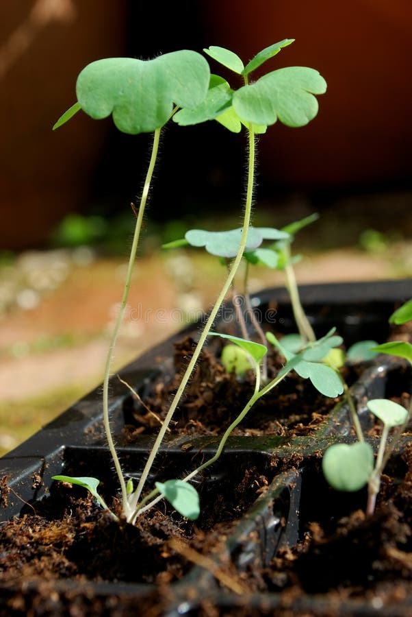 New plant stock image. Image of macro, flower, garden - 25295011