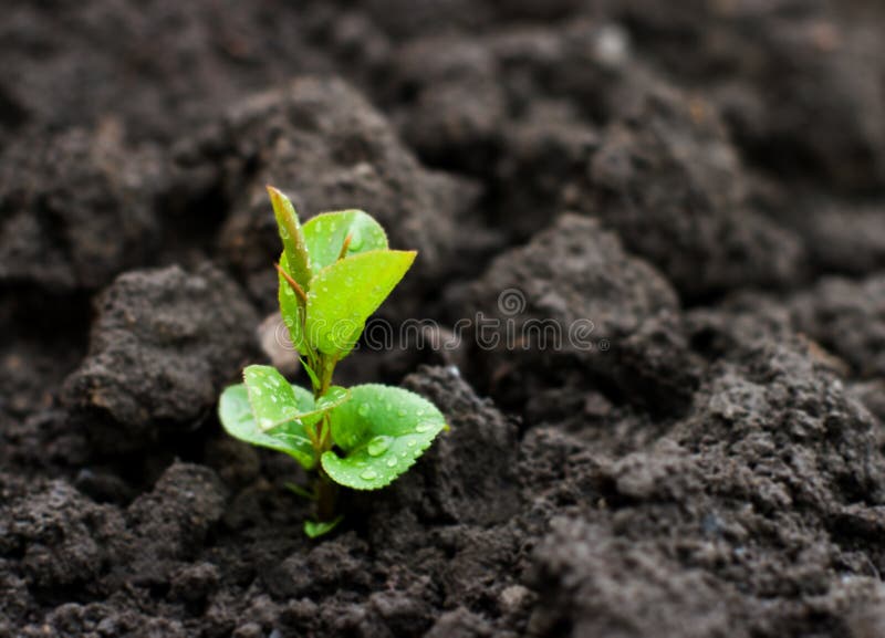 New plant stock image. Image of plant, agriculture, leaf - 9042517