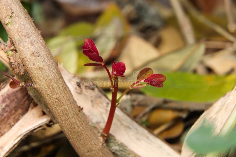 New plant growing stock image. Image of agriculture - 194642563