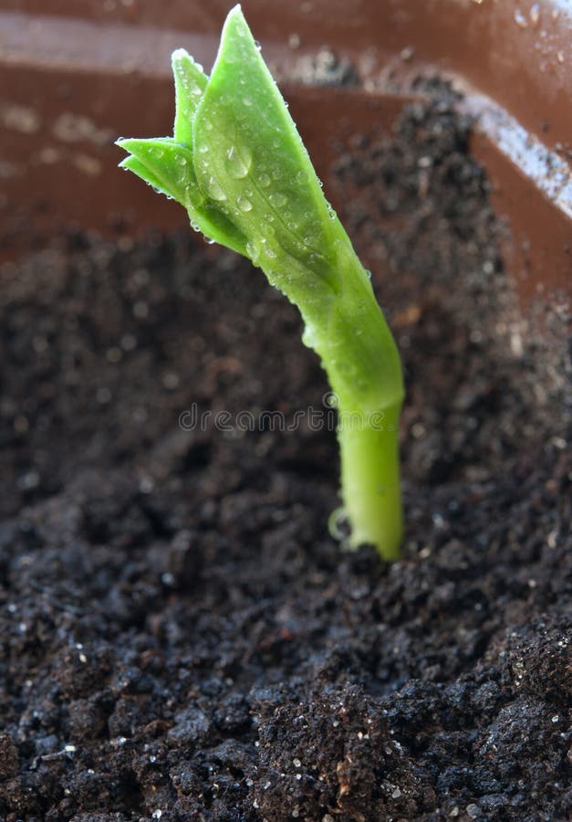 New plant growing stock photo. Image of grow, awaking - 29994676