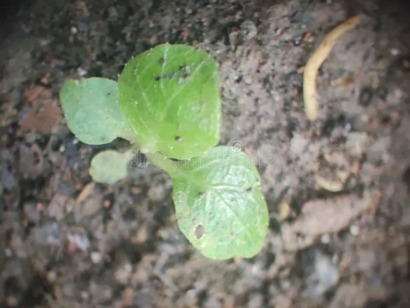 New Plant Growing Some Leaves Stock Image - Image of leaf, flower ...