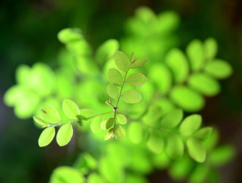 New Plant Life stock photo. Image of angle, small, seedling - 31762556