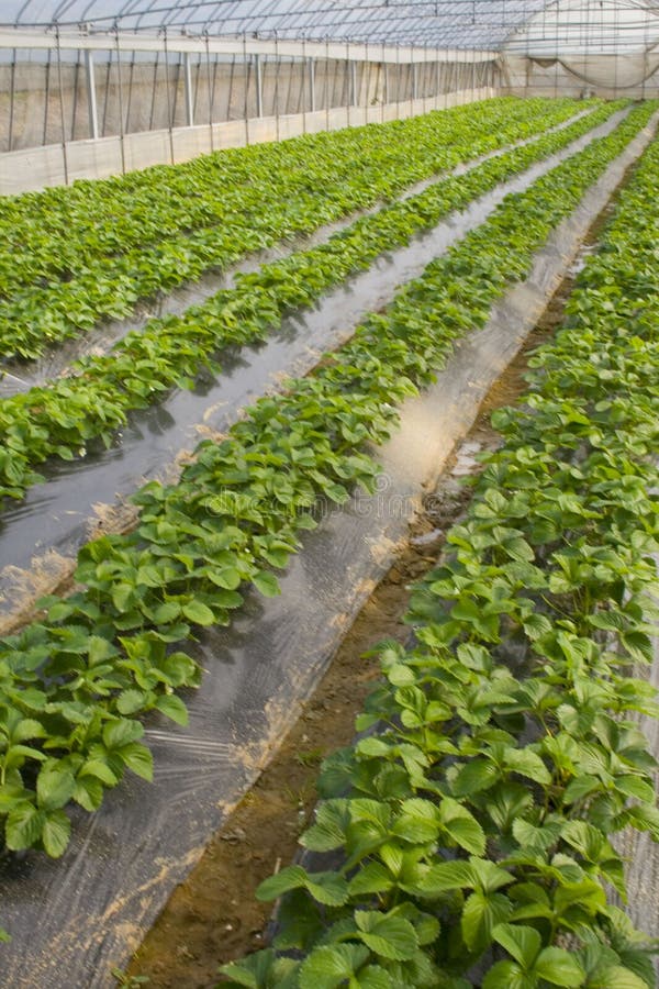 New planting stock image. Image of plants, culture, spring - 7521523