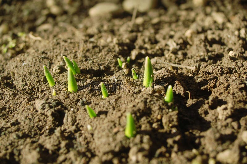 New plants stock image. Image of germinating, germ, rising - 13111969