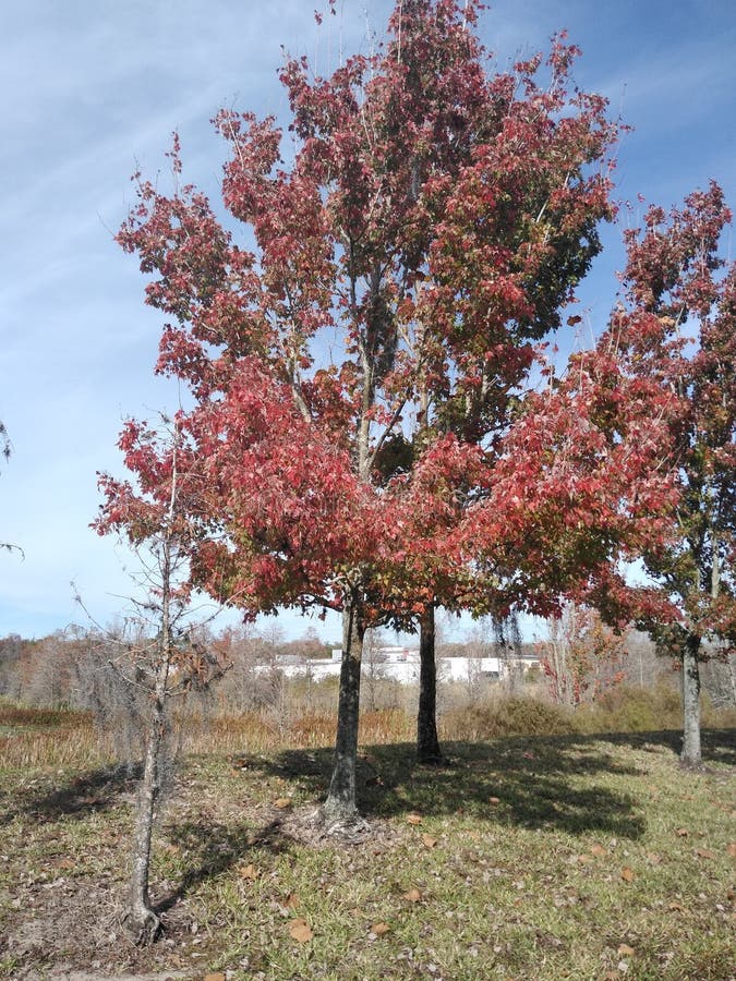 New Port Richey Florida Fall Season Stock Photo - Image of woodland ...