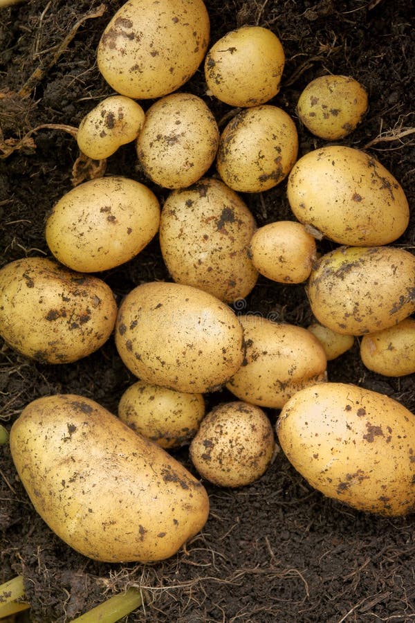 New Potato Crop stock photo. Image of garden, root, seed - 174448050