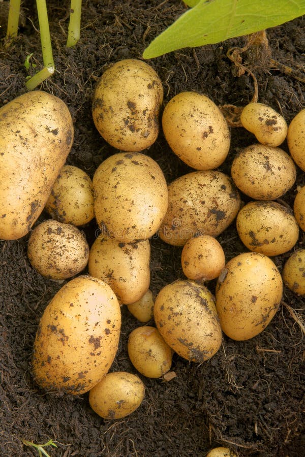 New Potato crop stock photo. Image of seedling, cultivation - 42236342