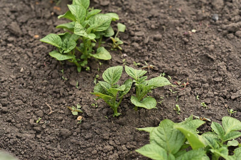 Sprouts of Potatoes Growing in the Garden in the Spring Stock Image ...