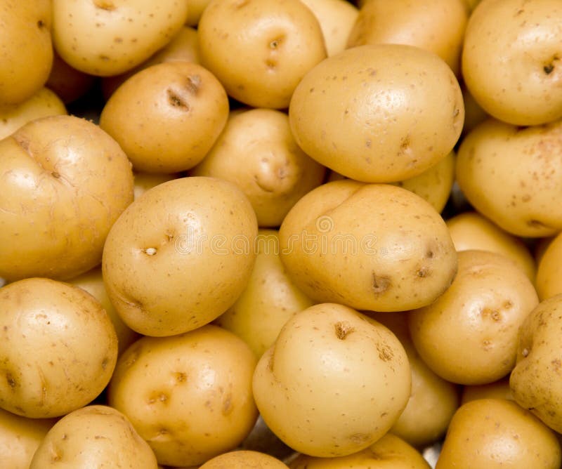 New potatoes stock image. Image of potato, nutritious - 15150403