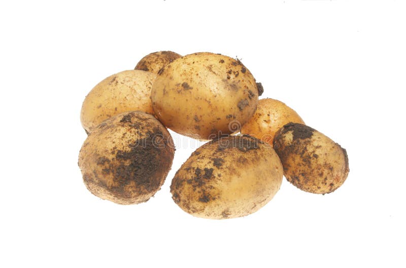 New potatoes stock photo. Image of plant, earth, food - 5992536