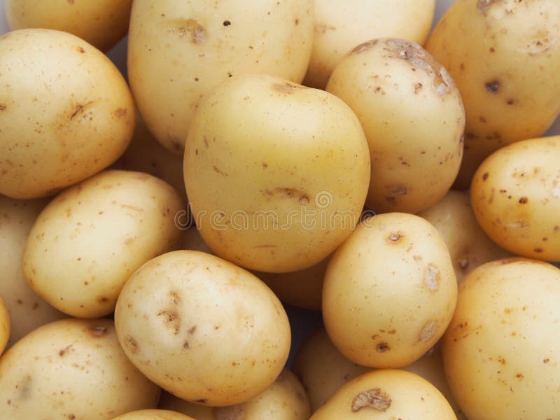 New Potatoes stock image. Image of harvest, tasty, nutrition - 78470701